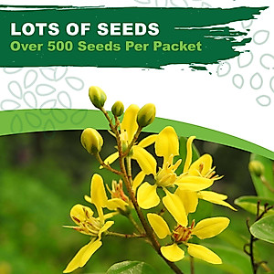 TKE Farms & Gardens - Rue Seeds for Planting, 1 Gram, 500 Heirlooom Seeds, Non-GMO, Instructions Included, Ruta graveolens, Qty 1