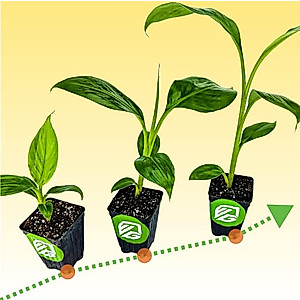 Wellspring Gardens Banana Fuel Fertilizer - Water-Soluble 15-5-30 Blend - Banana Plant Fertilizer - Plant Food - Formula for Banana Trees & Plants - Grow Healthy and Happy Plants (2 Pounds)