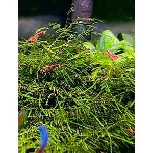 Marcus Fish Tanks - 3X Christmas Moss Vesicularia Montagne Live Freshwater Aquarium Plants Xmas Moss