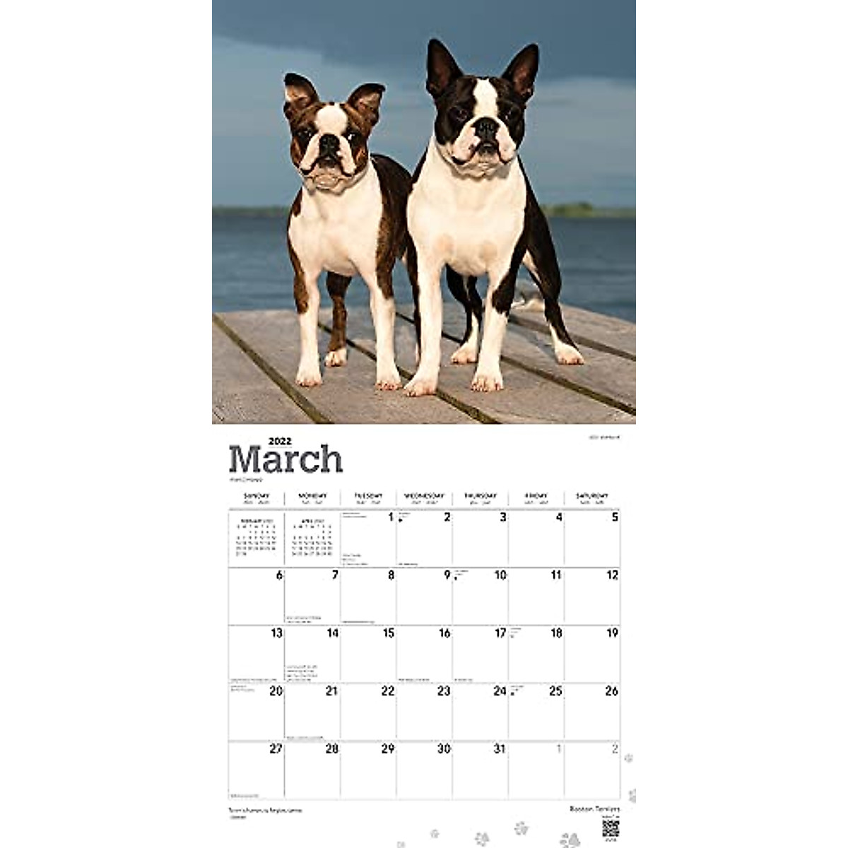 Boston Terriers 2022 12 x 12 Inch Monthly Square Wall Calendar, Animals Dog Breeds DogDays