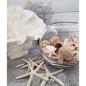 Tumbler Home Medium Sized Shells in a Delightful Mix of Whites, Tans and Pinks | 1 Pound | Perfect for Crafts, Beach Home Decor, Weddings, Vase Filler and Classrooms