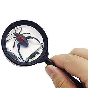 6 PCS Resin Insect Specimen Set, Butterfly, Jewel Frog Beetle, Silk Moth, Chafer, Stinkbug, Wasp, Science Education Toy for Kids