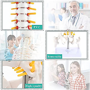 RONTEN Mini Spine Model, 15.5" Mini Vertebral Column Model Details Vertebrae, Spinal Nerves, Lumbar & Pelvis with Stand