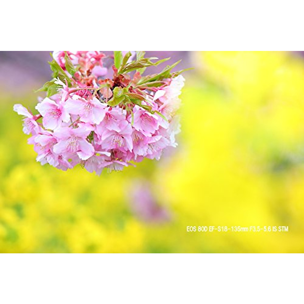 Canon EOS 80D lens kit EF-S18-135mm F3.5-5.6 IS USM--(Japan Import-No Warranty)