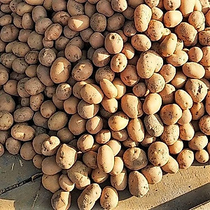 TomorrowSeeds - PRE-Order Now! Available March 2025 - Russet Seed Potatoes | USDA Certified for Growers Sz B Non GMO Brown Burbank Idaho Potato Tubers Bulbs Planting Seed 2025-1 Pound