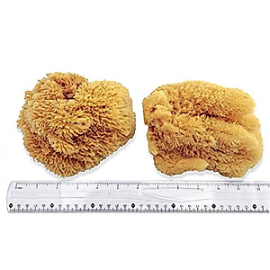 Natural Sea Sponges for Artists - Unbleached 5"-5.5" 2pc Value Pack: Great for Painting Decorating Texturing Sponging Marbling Effects Faux Finishes Crafts & More