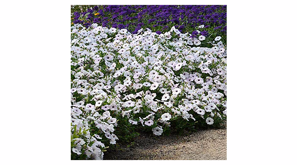 Easy Wave Spreading Petunia Silver - Vibrant Garden Blooms