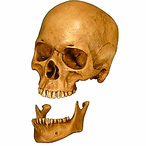 Nose Desserts Life Size Model Human Skull Replica Aged Earth-Brown Relic - Medical Anatomy Reproduction Brand