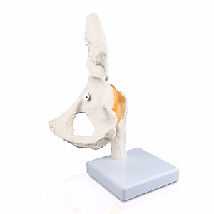 Vision Scientific VAJ233 Classic Functional Hip Joint Model, Articulates with Life-Like Flexible Ligaments, Features Femur, Hip Bone & Surrounding Ligaments