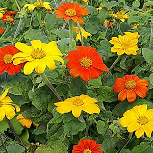 Outsidepride Orange Tithonia Mexican Sunflower Garden Cut Flowers & Climbing, Vining Plant Mix - 500 Seeds