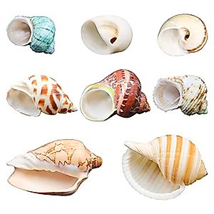 Hermit Crab Shells/Turbo Shells/8Pcs Assorted Turbo Shells/Hermit Crab House for Décor/Seashell Opening Size 0.79"-2.36"-Handpicked Turbo Growth Seashell Natural Sea Conch Hermit Crab Supplies (8Pcs)