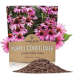 Purple Coneflower Seeds – Extra Large Packet – Over 3,000 Open Pollinated Non-GMO Wildflower Seeds – Echinacea purpurea