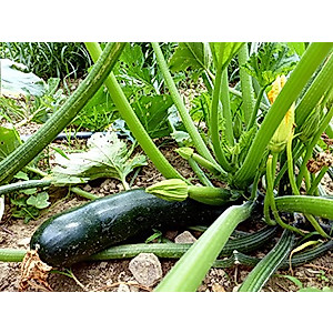 25 Black Beauty Zucchini Summer Squash Seeds for Planting. Non GMO and Heirloom. 3 Grams of Seeds. Garden Vegetable Survival