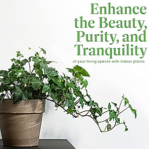 American Plant Exchange Live Baltic English Ivy Small Leaf Needle Point Plant, Vine and Plant Pot for Home and Garden Decor, 6" Pot