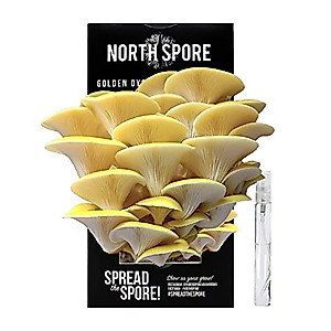 North Spore Organic Golden Oyster Mushroom Spray & Grow Kit (4 lbs) | USDA Certified Organic, Non-GMO, Beginner Friendly & Easy to Use | Grow Your Mushrooms at Home | Handmade in Maine, USA