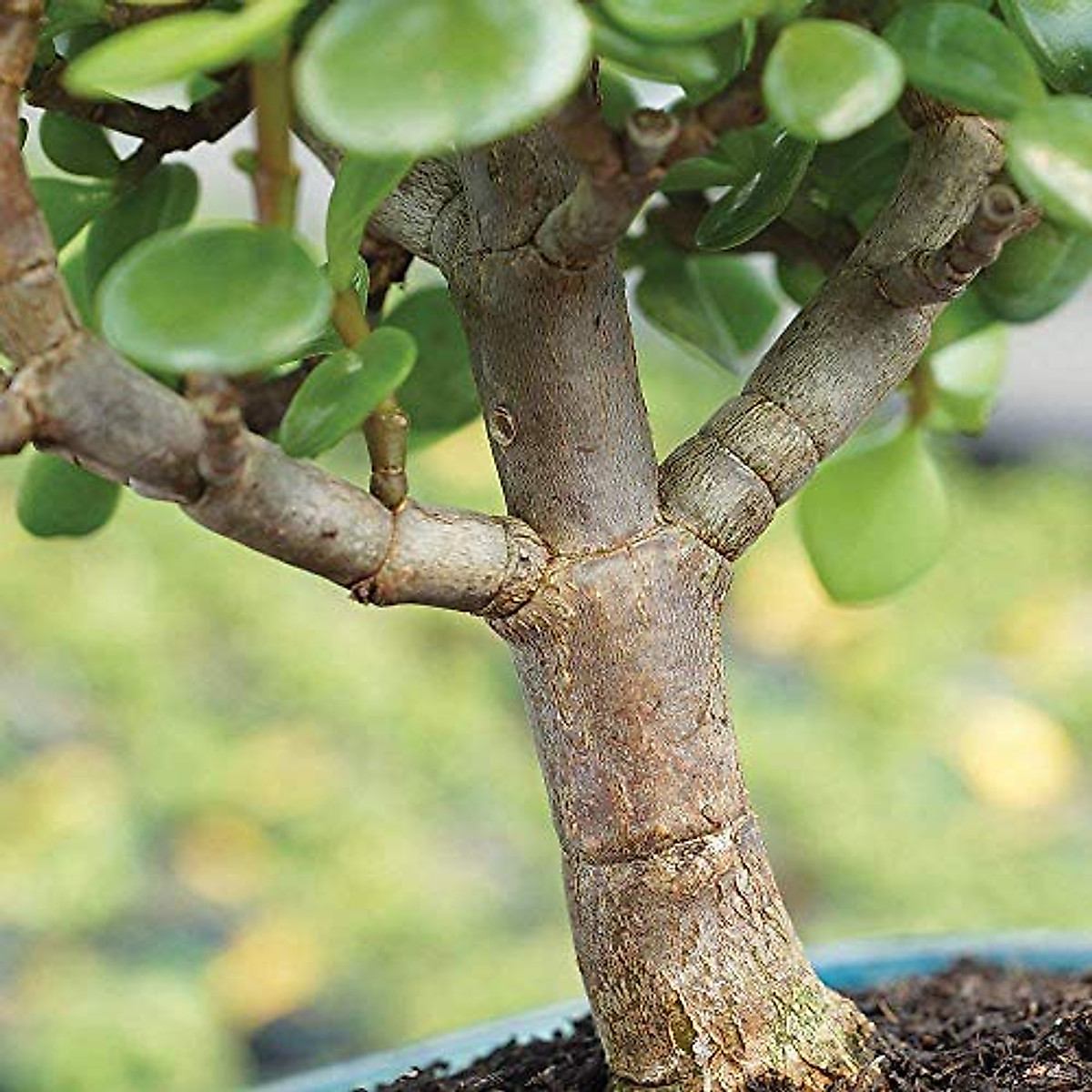 Brussel's Bonsai Live Dwarf Jade Indoor Bonsai Tree-3 Years Old 4" to 6" Tall with Decorative Container, Small
