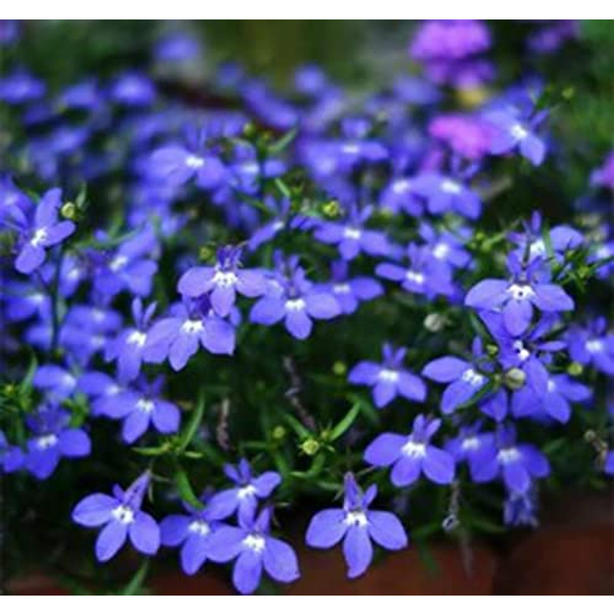 2000+ Blue Creeping Thyme Seeds for Planting Thymus Serpyllum - Heirloom Ground Cover Plants Easy to Plant and Grow - Open Pollinated (Blue)