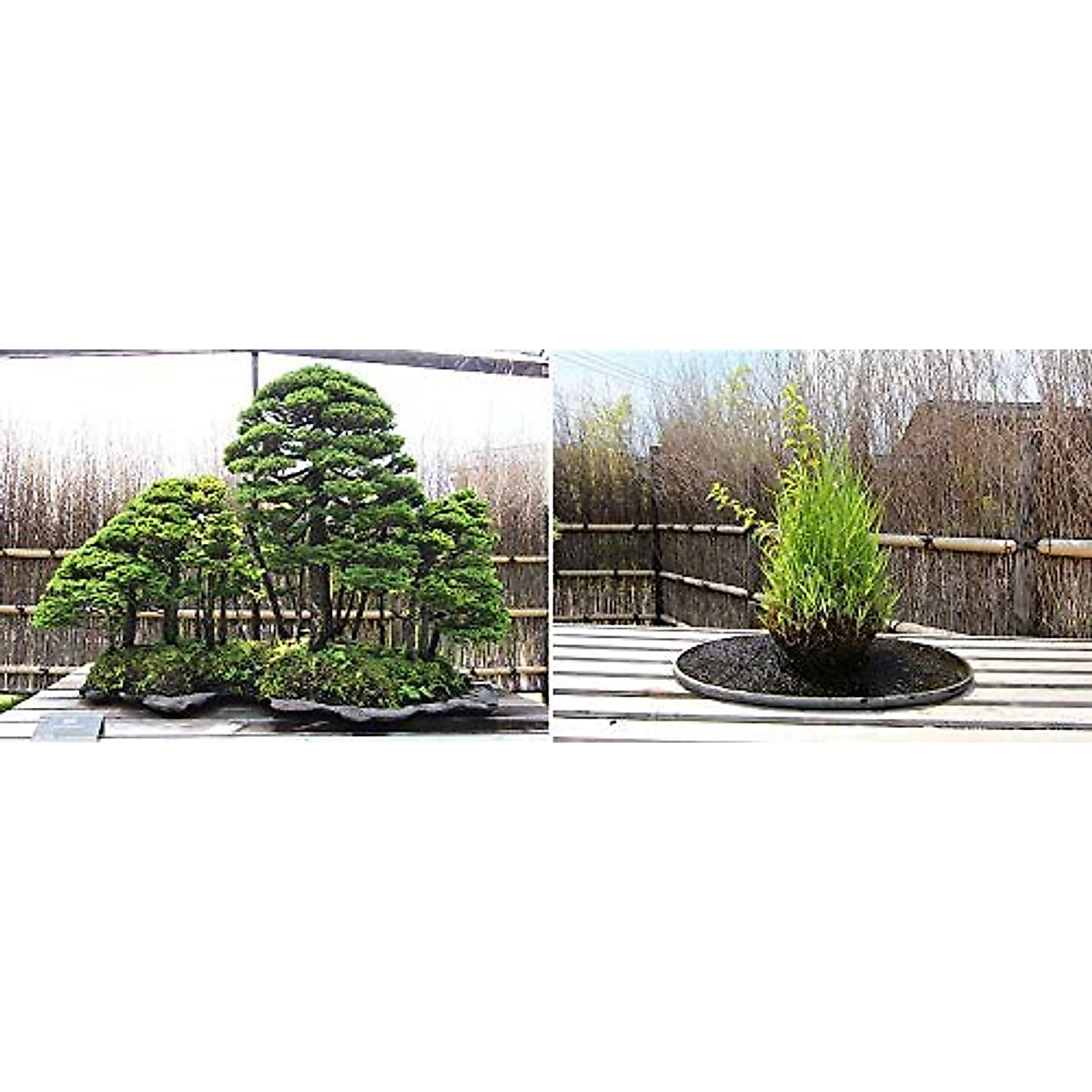 Yamamoto's Organic Concentrated Bonsai Fertilizer - Japan's Favorite - 8oz - No Harsh Chemicals