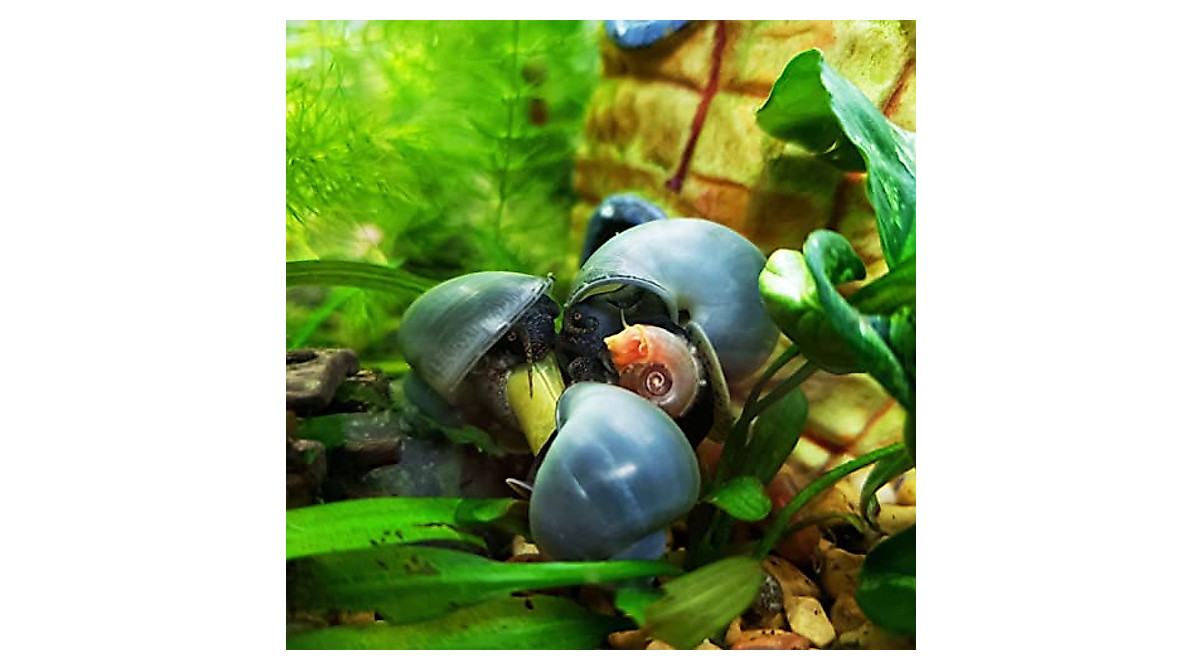 Blue Mystery Snails - Colorful 4 Pack for Aquariums