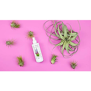 Tillandsia Air Plant Food | Fertilizer Kit with Spray Bottle and Mister | Encourages Air Plants to Bloom with Formulated Nutrients by Aquatic Arts