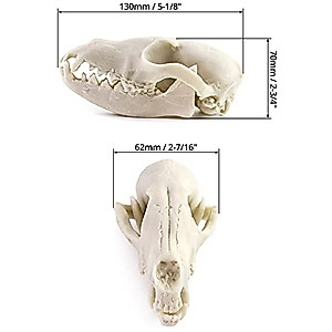 QWORK Fox Skull, Realistic Animal Skull Bones Fox Head Skeleton Natural Teeth Bone Specimen Model for Home Collectible Decoration Halloween Party