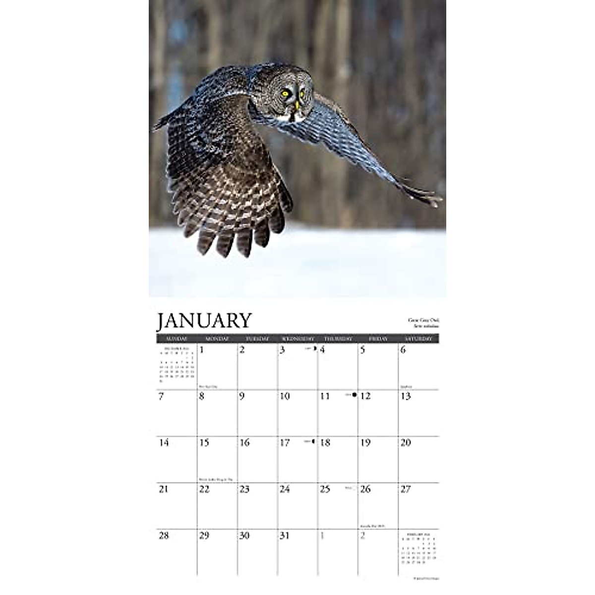Willow Creek Press Owls Monthly 2024 Wall Calendar (12" x 12")