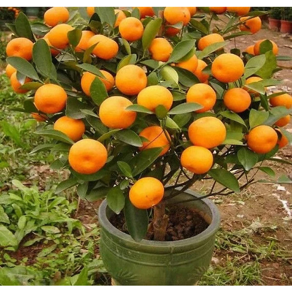 CHUXAY GARDEN Bonsai Orange Tree Seed 20 Seeds Evergreen Fruit Tree Edible Juicy Sweet Fruits Non-GMO Orange Great Gardening