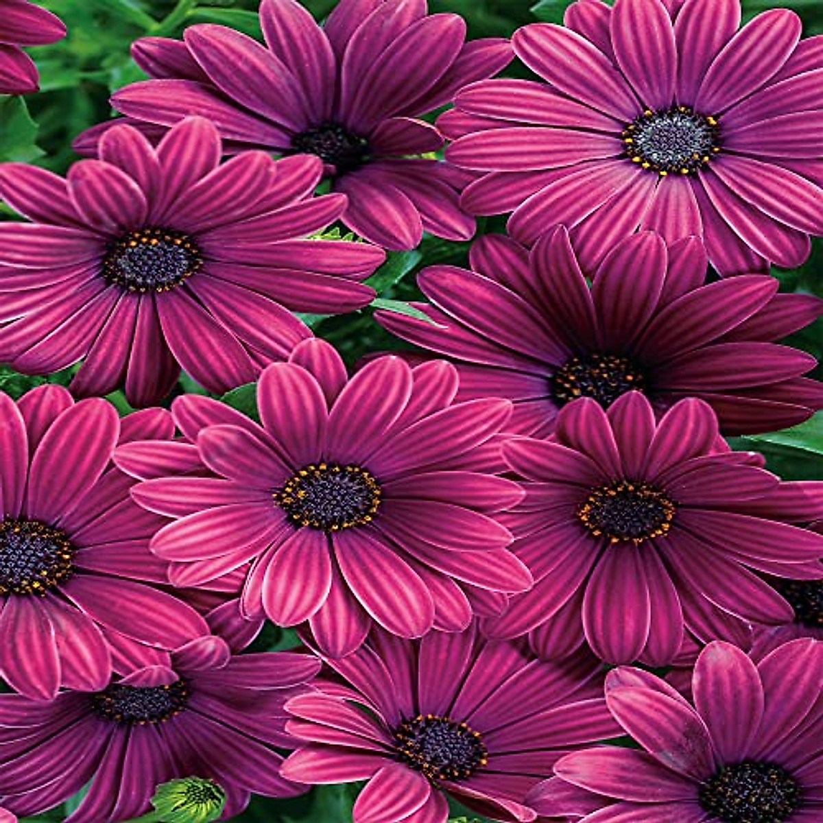 QAUZUY GARDEN Seeds - 200 Premium African Daisy Seeds Cineraria Cape Marigold Flower Mix, Heirloom, Drought Tolerant, Attracts pollinators