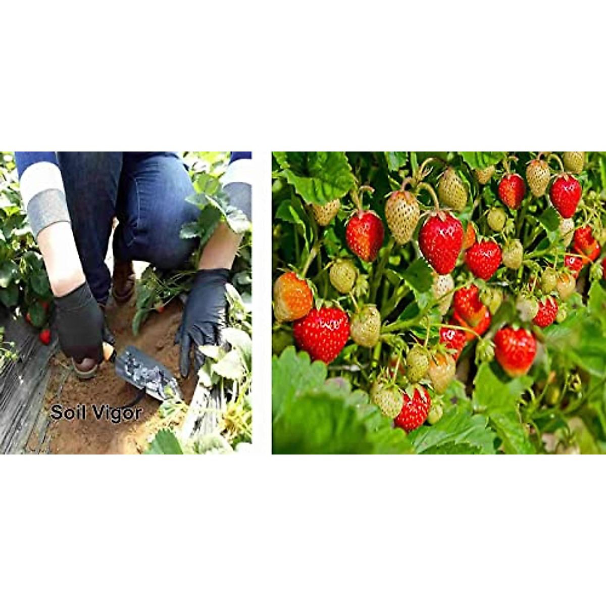 Potassium Polyacrylate for Garden Lasts Up to 7 Years in Soil (1)