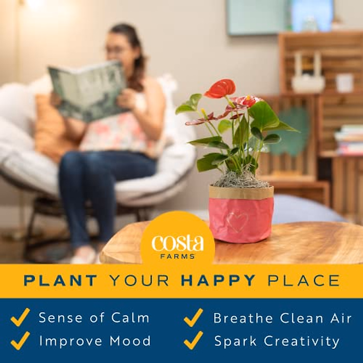 Costa Farms Bromeliad Live Plant, Live Indoor Flowering Plant, Houseplant Potted in Nursery Grower Pot Planter with Potting Soil Mix, Tabletop Room Decor, Grower's Choice, 12-Inches Tall