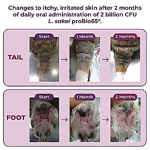 VetriScience Allergy Plus Immune Support Supplement for Dogs, Duck Flavor, 75 Chews – Probiotic Allergy Relief for Dogs with Itchy Skin, Paw Licking, Watery Eyes, Sneezing and GI Support