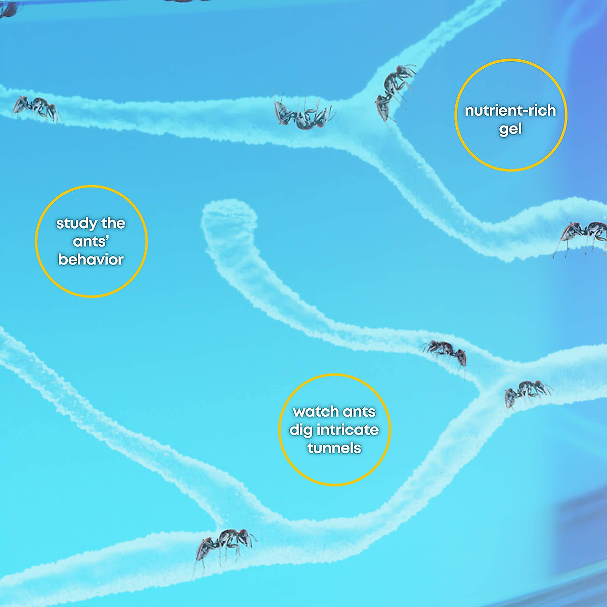 Light-up Ant Farm Terrarium Kit for Kids – LED Habitat for Live Ants with Nutrient Rich Gel - Watch Ants Dig Their Own Tunnels - Nature Learning, Science Toys, Experiment Gift for Boys & Girls