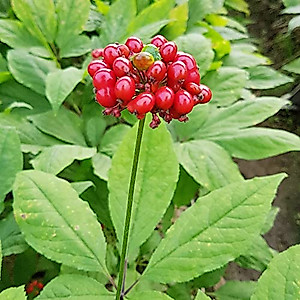 QAUZUY GARDEN 50 Japanese Gingseng Seeds Asian Panax Ginseng | Premium Non-GMO Heirloom Organic Herb Seeds | Valuable Herb Plant to Plant Home Shade Garden