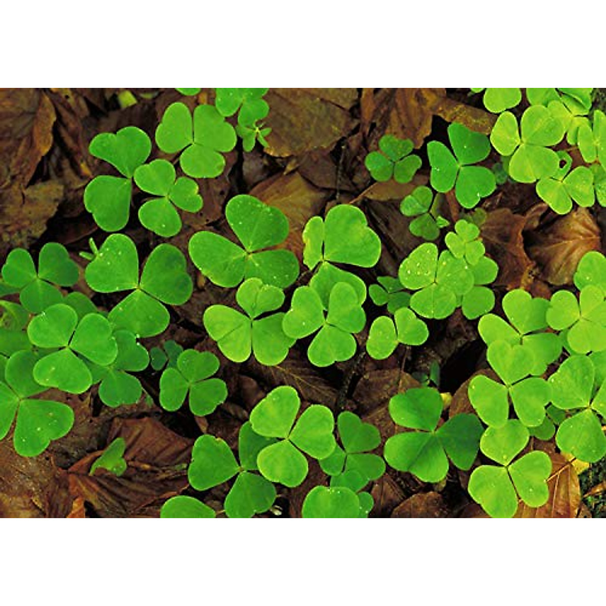 200+ Lucky Clover Flower Seeds Meadow Fields Creeping Plants Rare Wild Grass