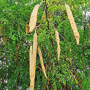 QAUZUY GARDEN 50 Moringa Plant Seeds Premium Horseradish Tree Miracle Tree Seeds - Fast-Growing & Drought Tolerant - Perennial Tropical Exotic Tree Seeds