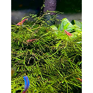Christmas Moss Vesicularia Montagnei Live Freshwater Aquarium Plants Buy 2 Get 1