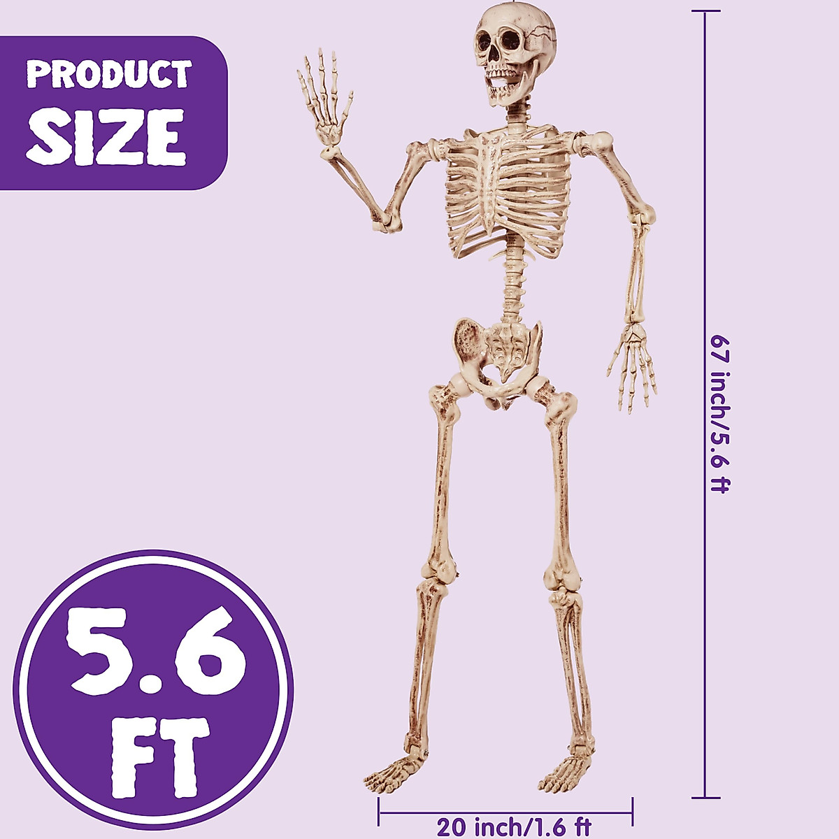 Realistic 67" JOYIN Skeleton for Halloween Decoration