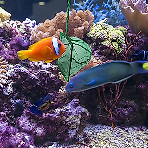 QXBXYHM 5 Pack Aquarium Fish Net, Multi-Size Fine Quick Fish Catch Nets Nylon Fishing Mesh Nets with Long Plastic Handle for Fish Tank - Green (3in, 4in, 5in, 6in, 6in)