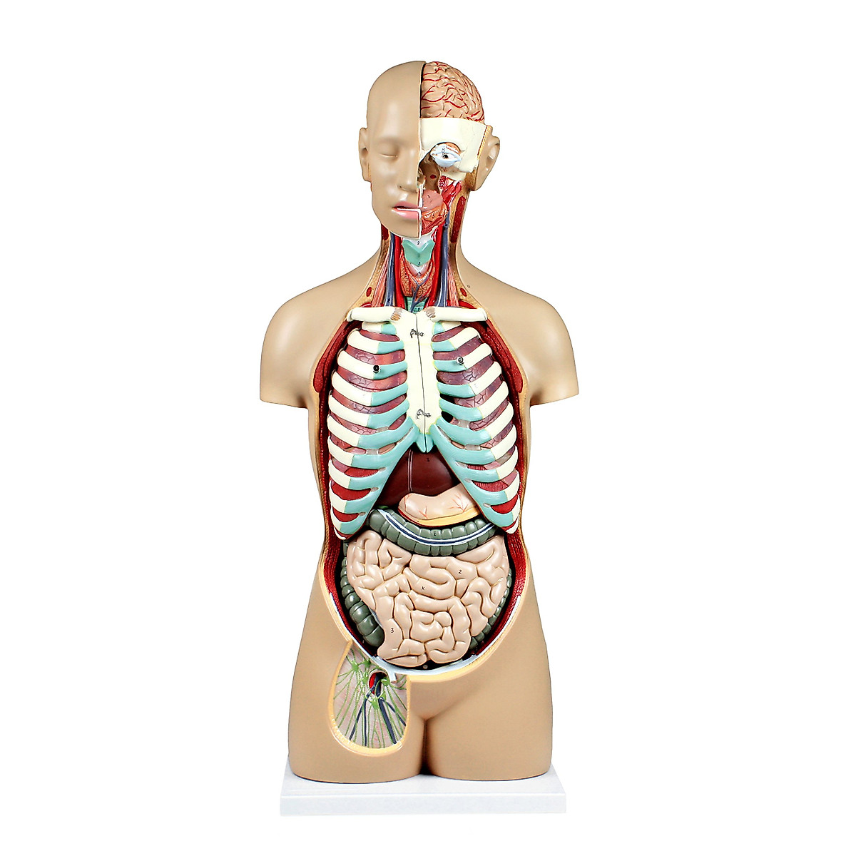 Vision Scientific VAT107-DC 17 Parts Sexless Human Torso | Open Back Exposes Muscular Layers, Vertebral Volume, Nerve Branches |Neck Dissected Shows Muscular, Neural, Vascular and Glandular Structure