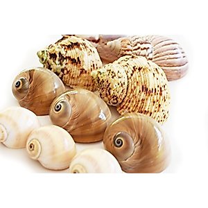 10 Shell Hermit Crab Changing Set - Medium Size (3/4-1 1/4" Opening) - Land Snails, Whales Eyes, Moon Shells, Turbos (Total of 10 Seashells)