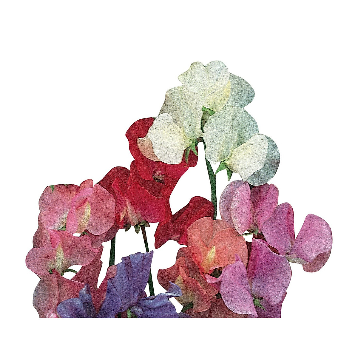 Burpee Eckfords Finest Mix Sweet Pea Seeds 50 seeds