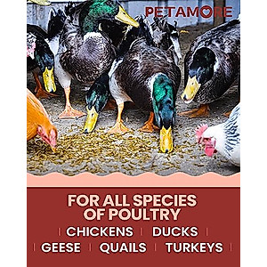 NC Grubsnack 10lbs Dried Mealworms Black Soldier Fly Larvae Mix Treats for Backyard Chickens, Scratch Feed for Backyard Flock Party Poultry Fowl Layers hens with Rich Protein and Calcium