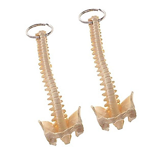 Milageto Human Spine Keychain, 4D Skeleton Model Key, School