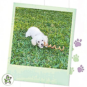 Nature Gnaws Bully Stick Springs for Dogs - Premium Natural Beef Dental Bones - Long Lasting Curly Dog Chew Treats for Aggressive Chewers - Rawhide Free