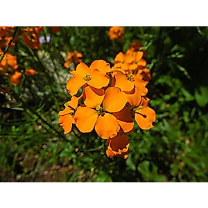 Siberian WallFlower, 400+ Flower Seeds Per Packet, (Isla's Garden Seeds), Non GMO & Heirloom Seeds, Scientific Name: Cheiranthus allionii
