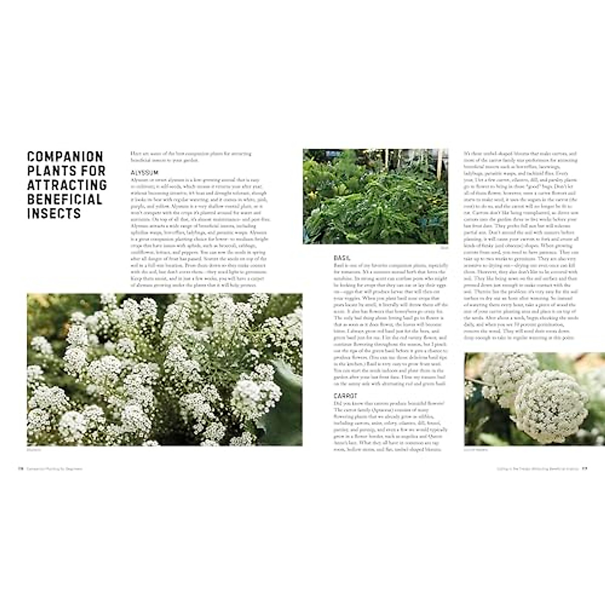 Companion Planting for Beginners: Pair Your Plants for a Bountiful, Chemical-Free Vegetable Garden