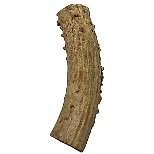 CHEW CHIEF Deer Antler Dogs Medium Breeds - Premium Quality Dog Antlers for Aggressive Chewers - Naturally Shed Dog Chew Antlers - Dog Antler Chews (1 Pack)