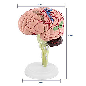 Disassembled Human Brain Model Structural Anatomy Medical Teaching Learning Tool