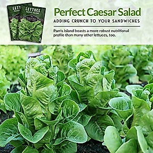 Survival Garden Seeds - Parris Island Cos Lettuce Seed for Planting - Packet with Instructions to Plant and Grow Romaine Style Head Lettuce in Your Home Vegetable Garden - Non-GMO Heirloom Variety