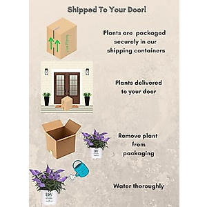 2 Gal. Pugster Ameythst Buddleia Shrub